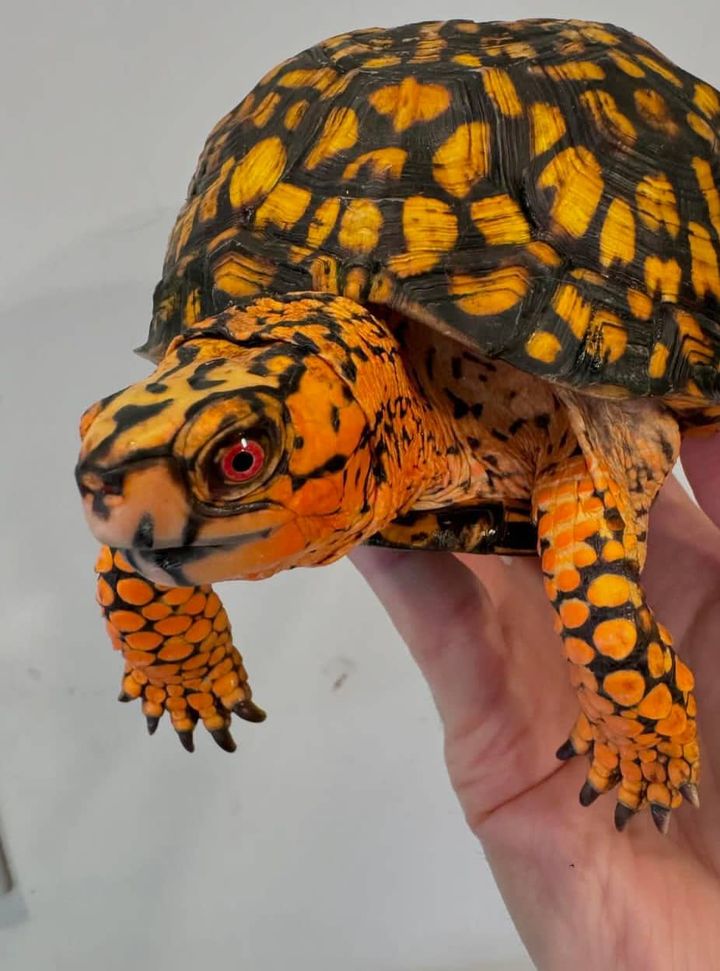 Male box turtle - jjw Farm Sanctuary