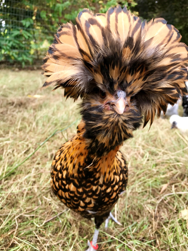 Golden polish rooster - jjw Farm Sanctuary