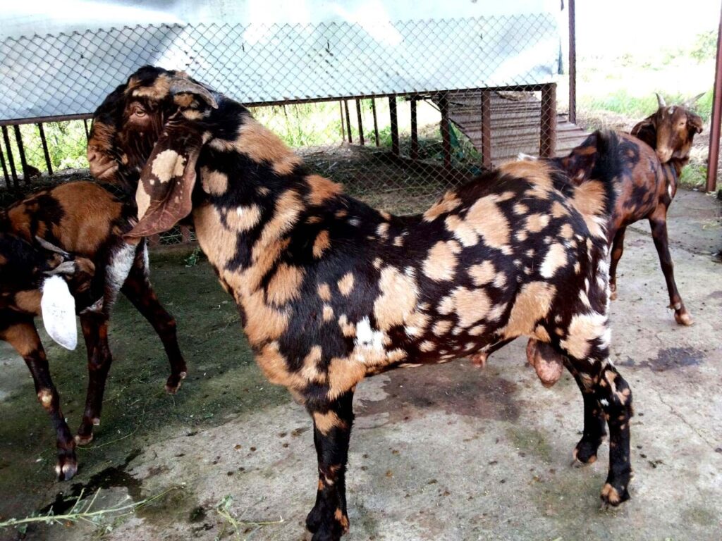 Kamori male goat - jjw Farm Sanctuary
