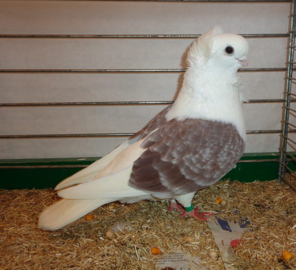 Brown wings Old German Owl Pigeon male - jjw Farm Sanctuary