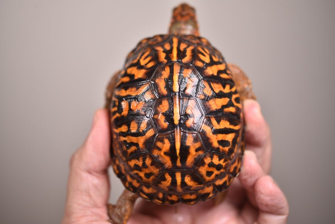 Baby eastern box turtle - jjw Farm Sanctuary