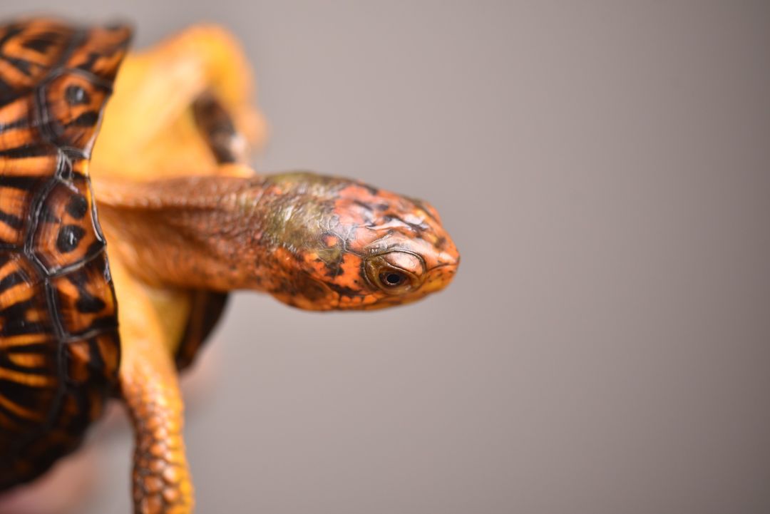 Baby eastern box turtle - jjw Farm Sanctuary