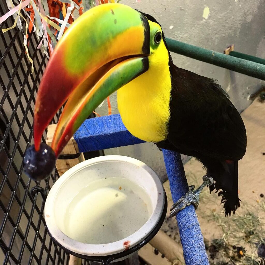 Male Keel billed toucan - jjw Farm Sanctuary