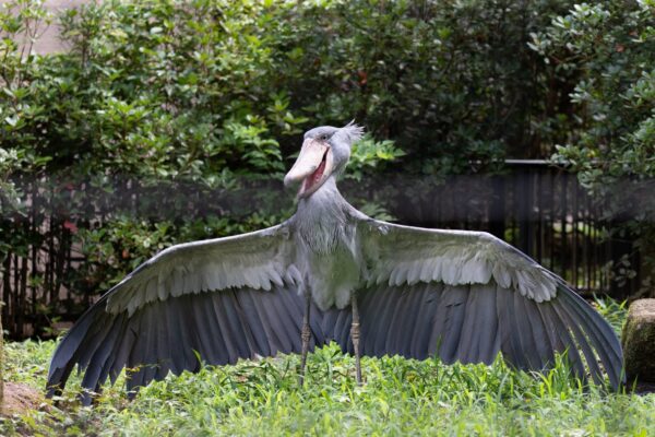 Female shoebill stork for sale - jjw Farm Sanctuary