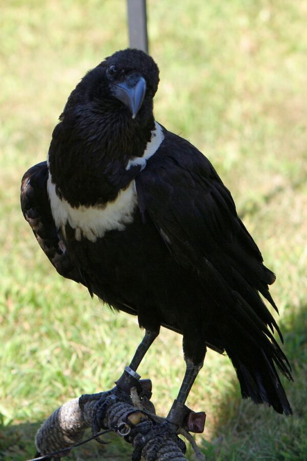 Male pied crows - jjw Farm Sanctuary
